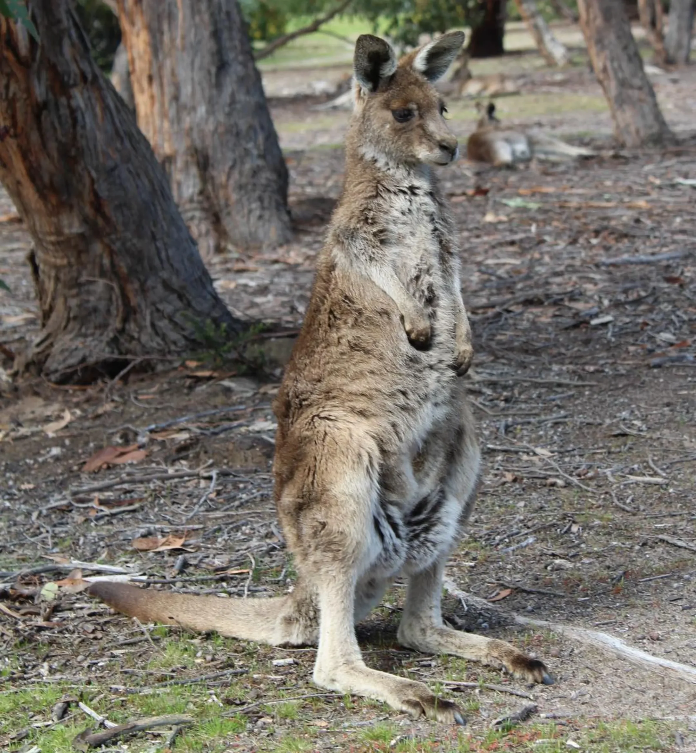 Where to See Kangaroos on the Great Ocean Road?